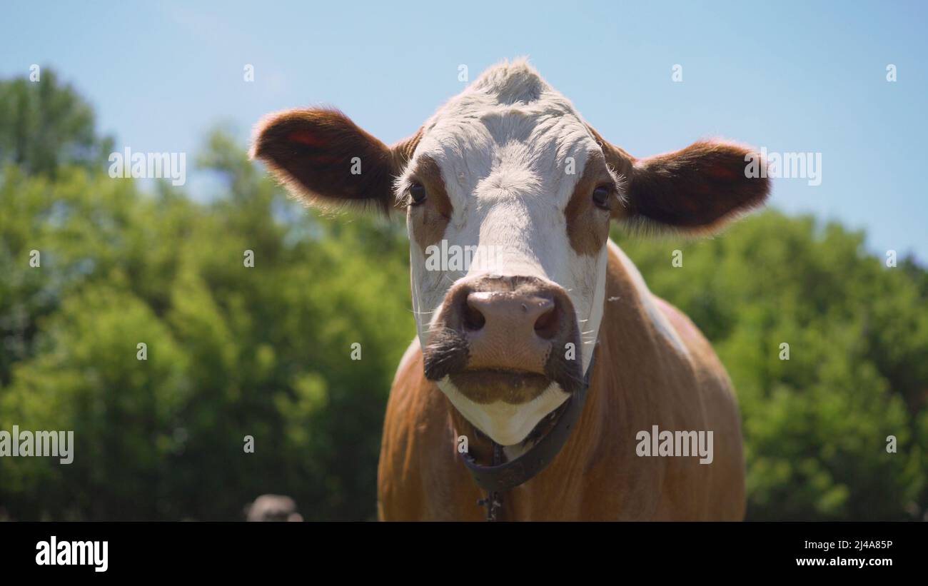 Large muzzle of a red cow. Muzzle of a thoroughbred cow from a farm ...