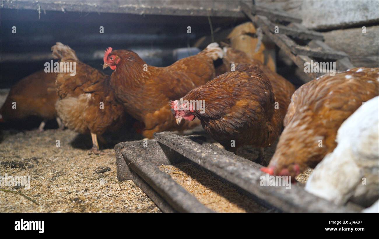 On a modern poultry farm, broilers drink water and take medications for ...