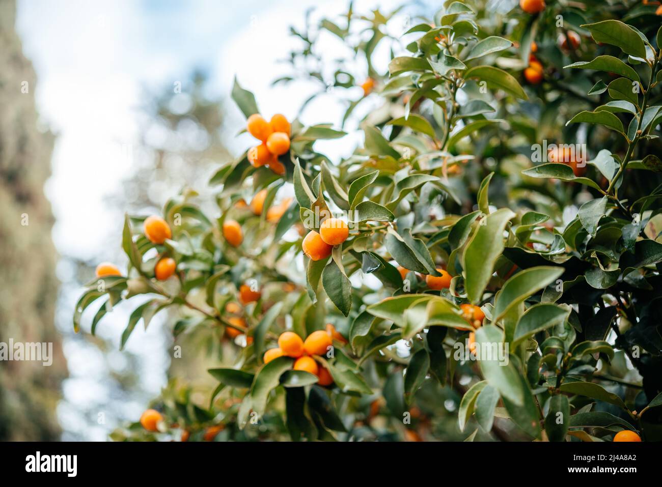 Kumquat fortunella margarita hi-res stock photography and images - Alamy