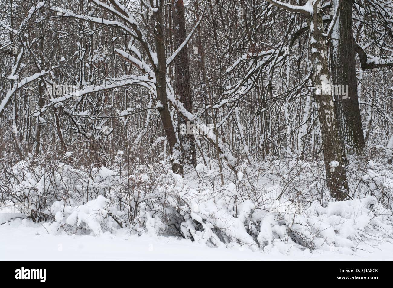 Winter landscape with a park after snowstorm, April 2022, Sokolniki ...