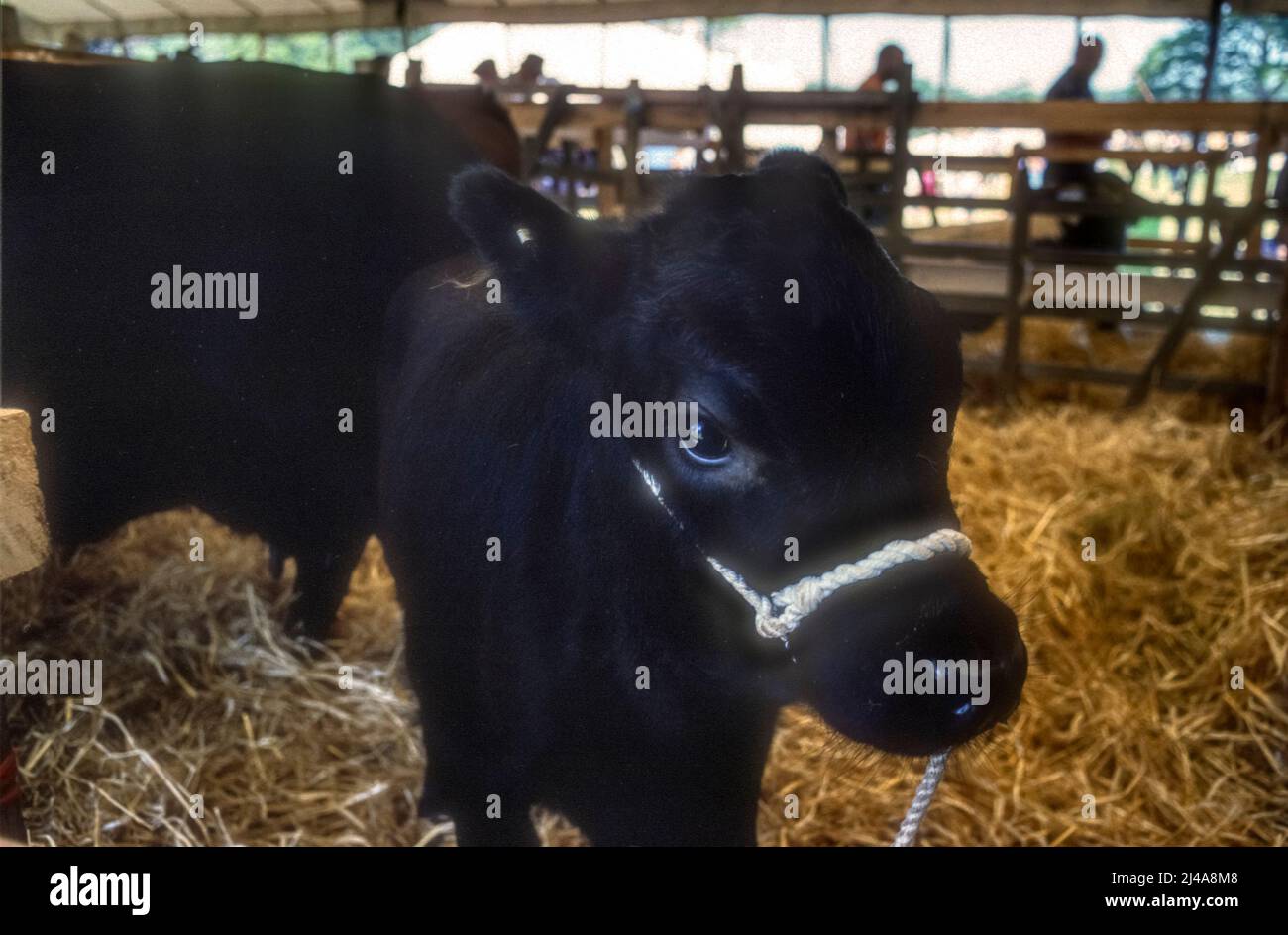 Dexter bull calf in a pen at an agricultural show Stock Photo - Alamy