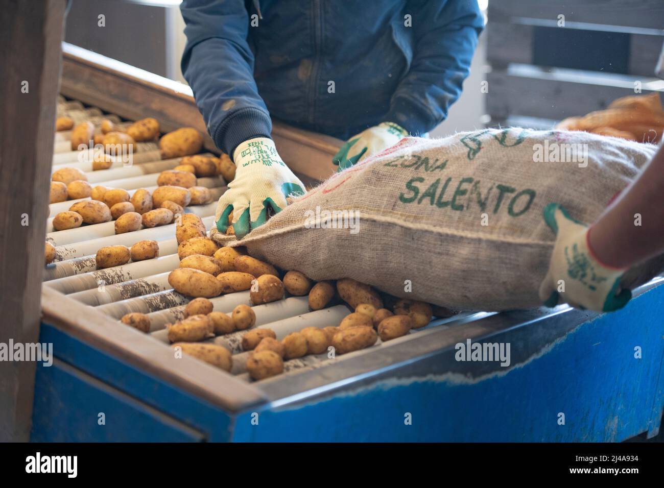 Harvest workers sort potatoes in the potato warehouse Prime Minister ...