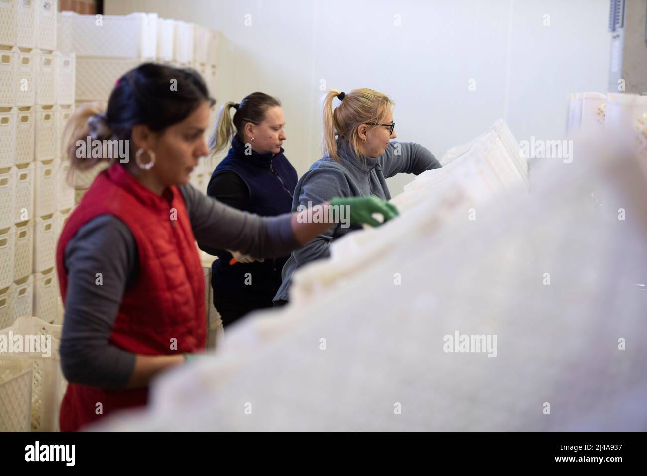 Harvest workers process asparagus, Prime Minister Henrik WUEST visits ...