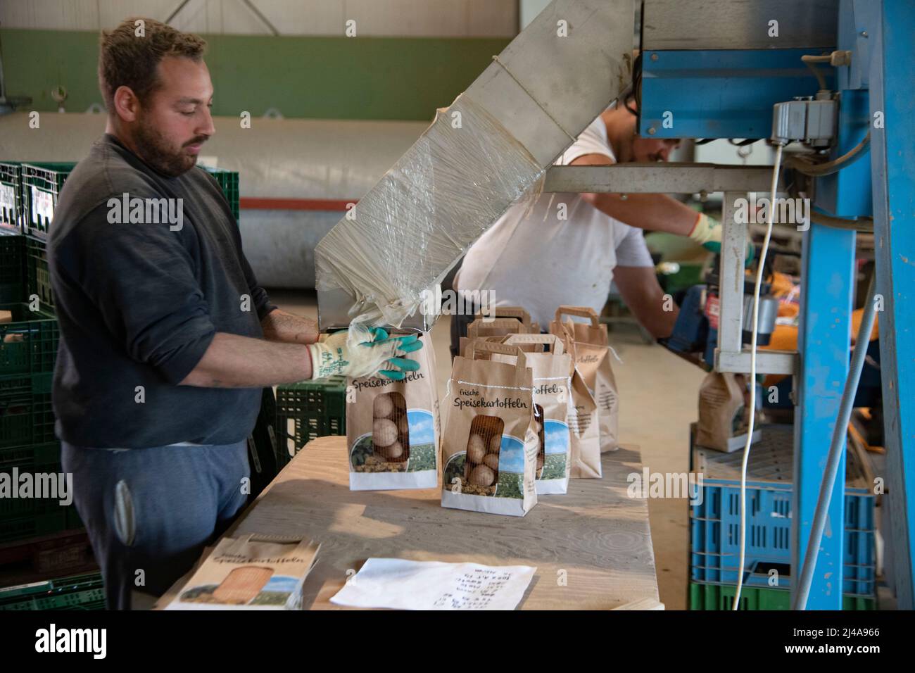 Harvest workers pack potatoes into small carrier bags in the potato ...