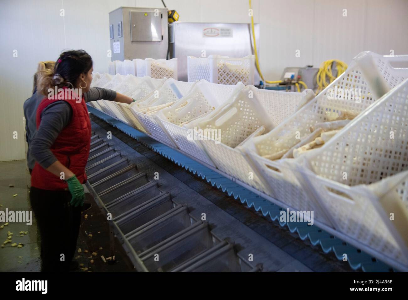 Harvest workers process asparagus, Prime Minister Henrik WUEST visits ...