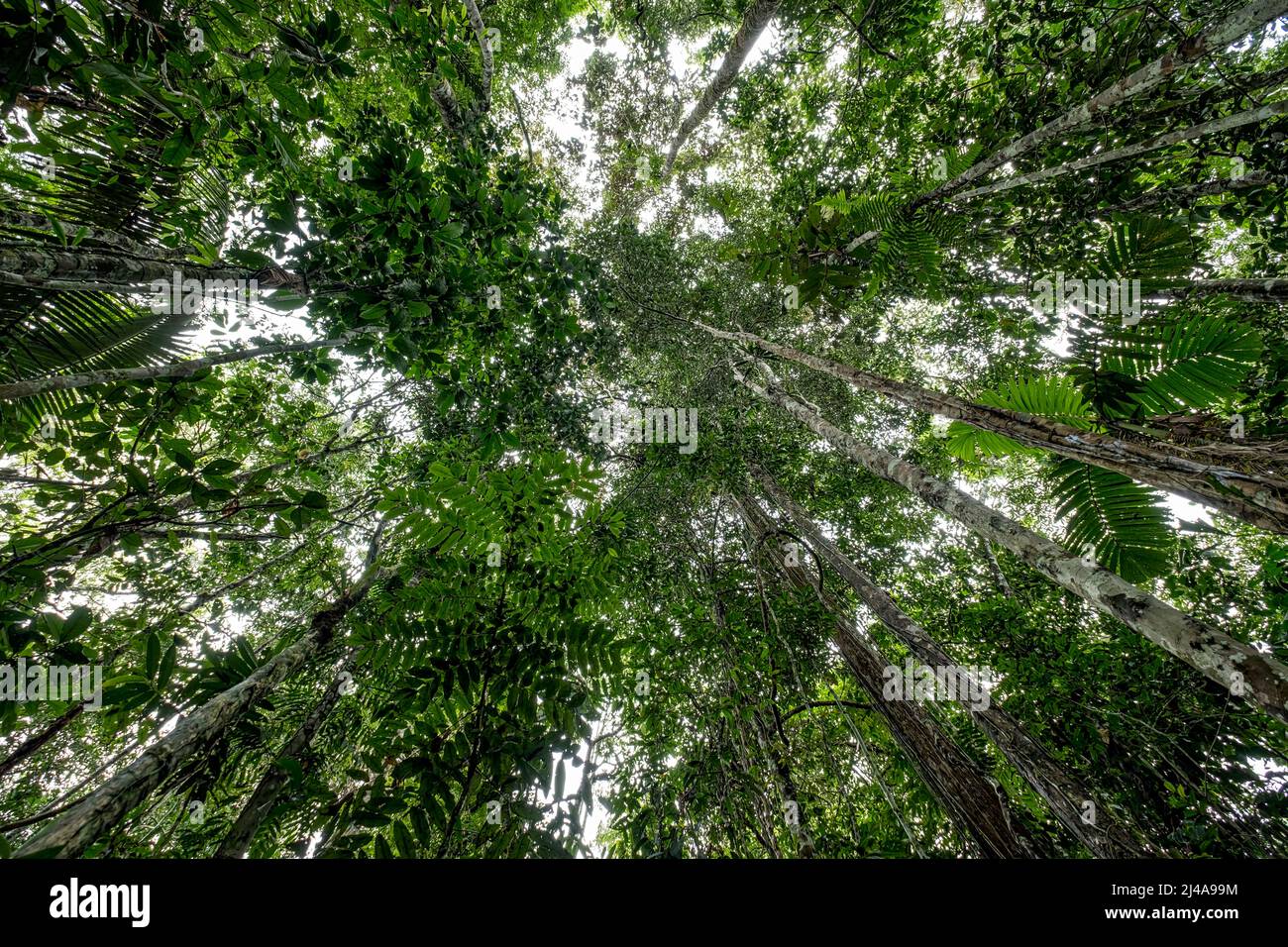 Amazonia, deforestation, Ecuador, environment Stock Photo - Alamy