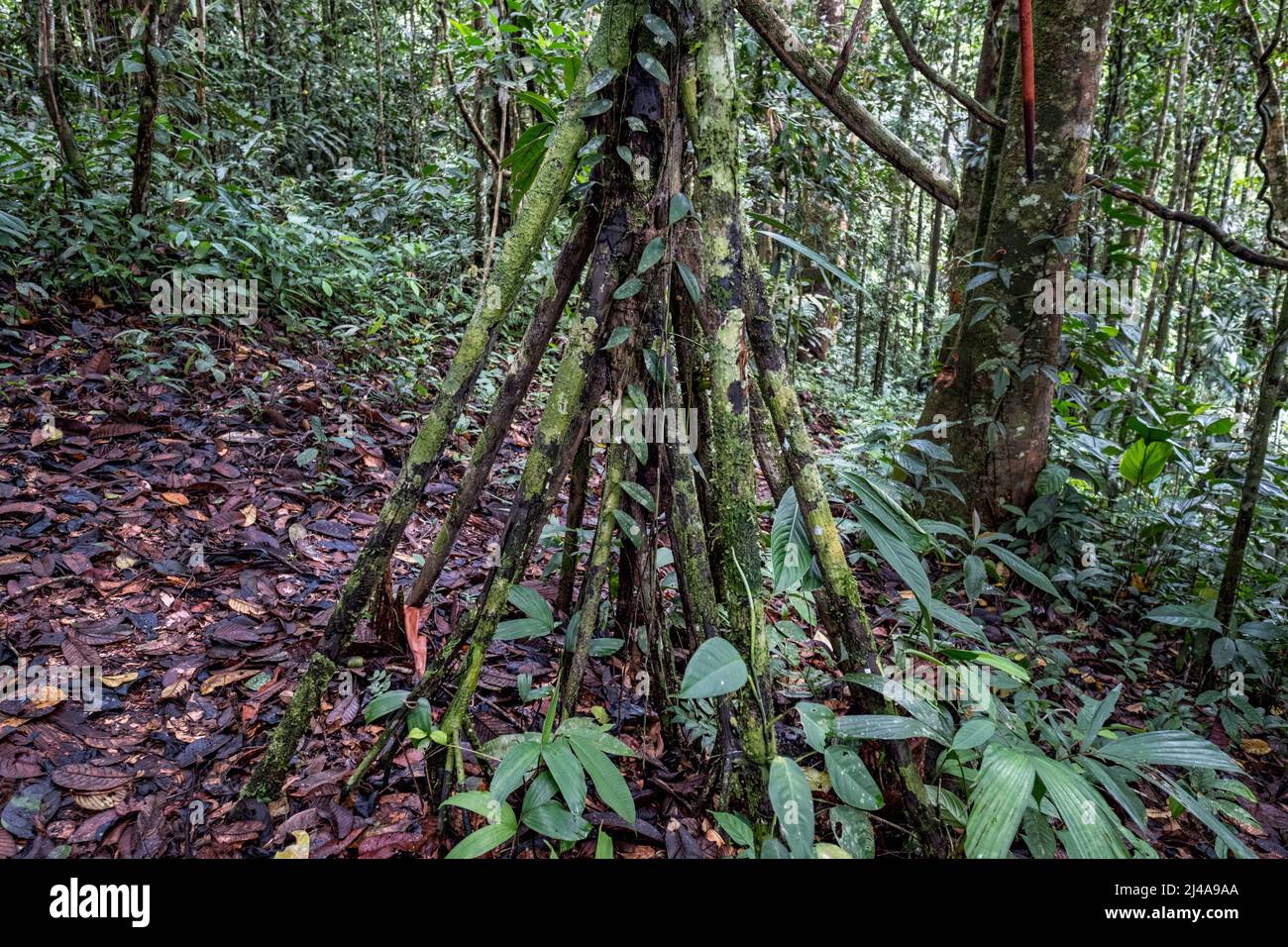 Amazonia, deforestation, Ecuador, environment Stock Photo - Alamy