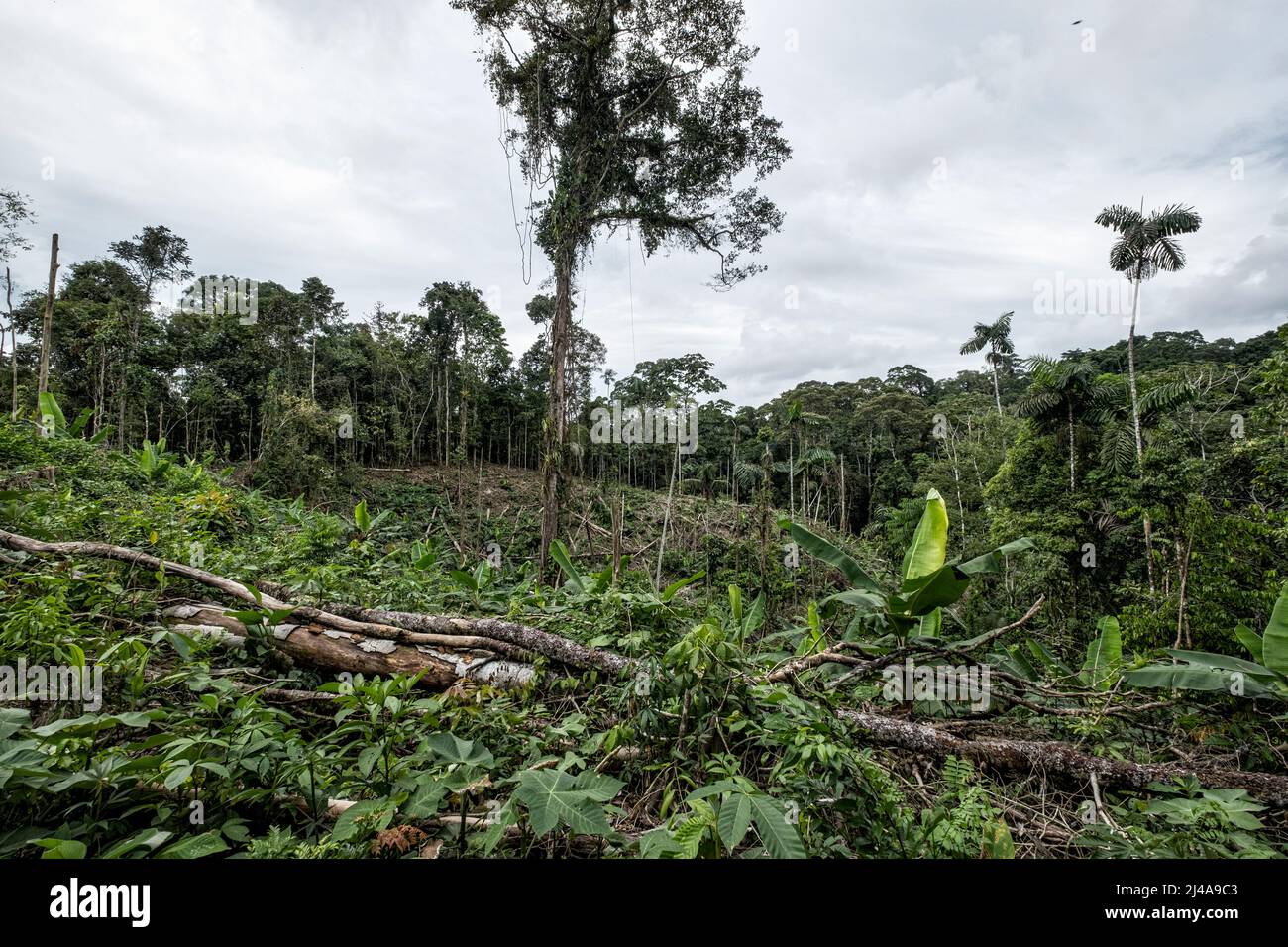 Ecuadorians amazonia hi-res stock photography and images - Alamy