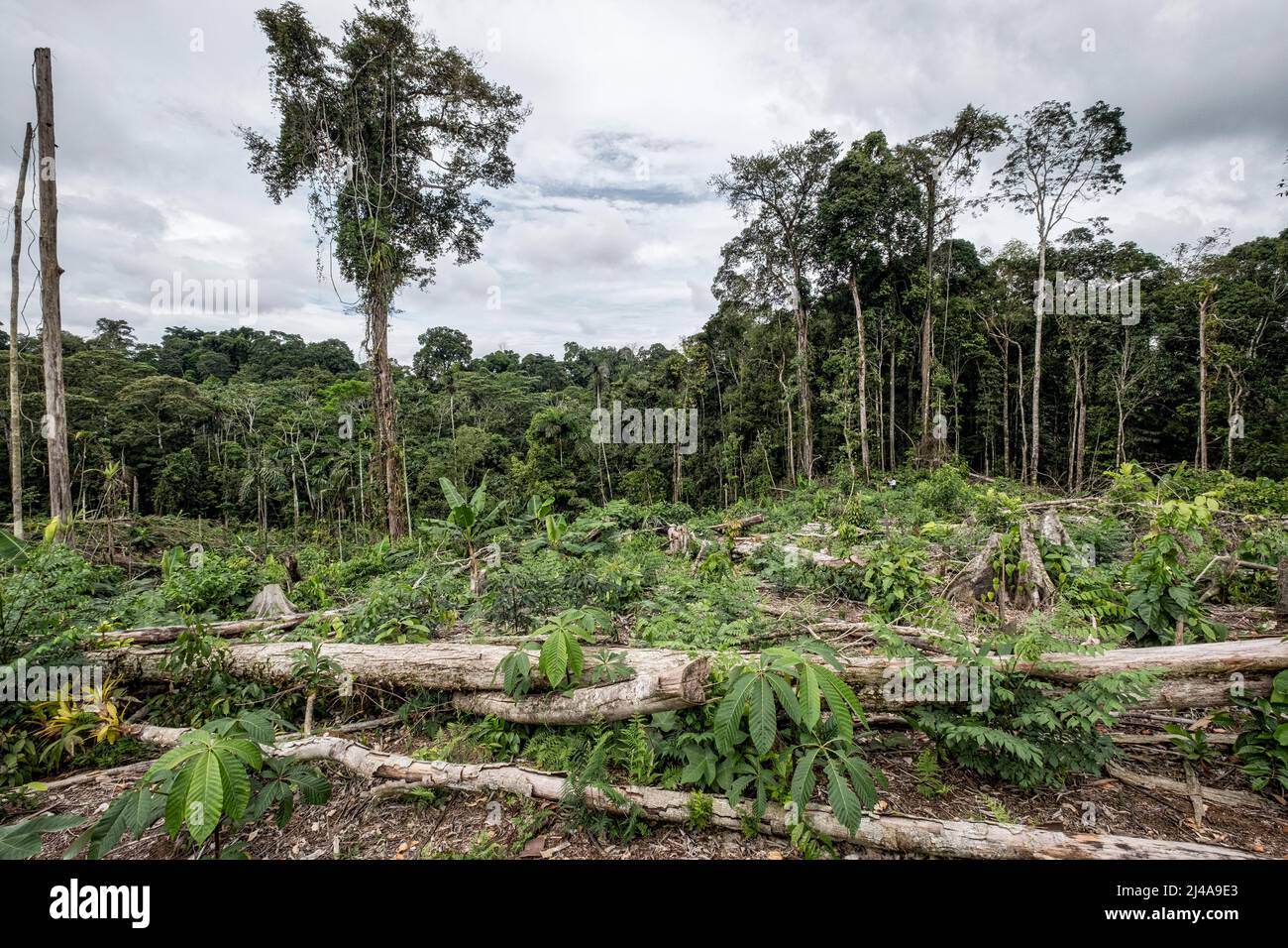 Ecuadorians amazonia hi-res stock photography and images - Alamy