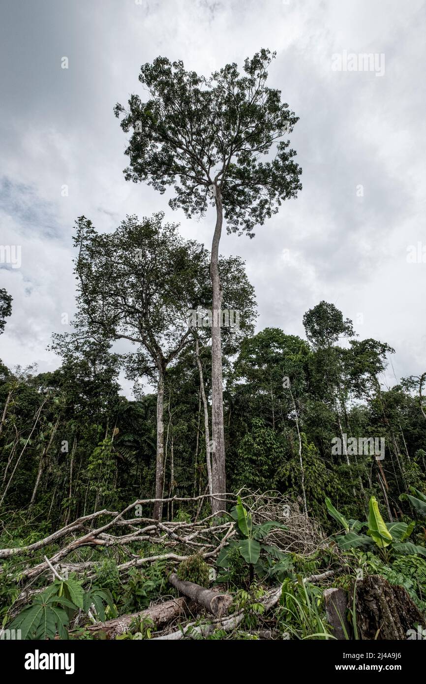 Ecuadorians amazonia hi-res stock photography and images - Alamy