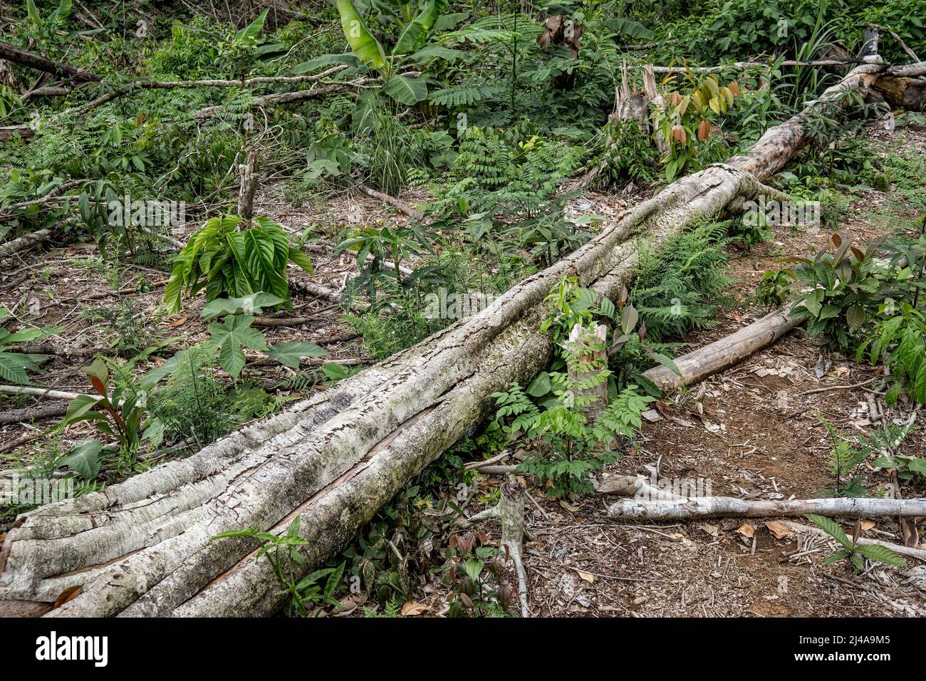 Amazonia, deforestation, Ecuador, environment Stock Photo - Alamy
