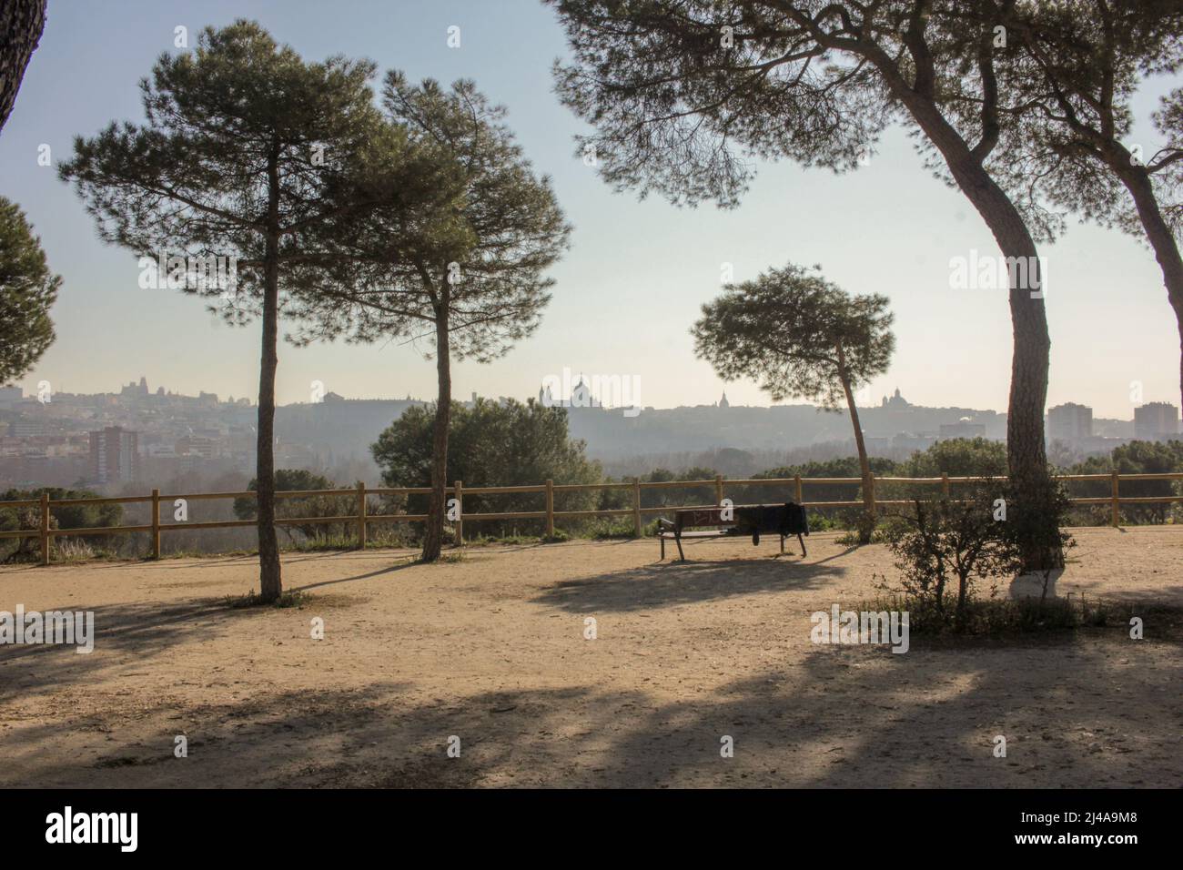 the trees in Madrid, the capital of Spain Stock Photo - Alamy