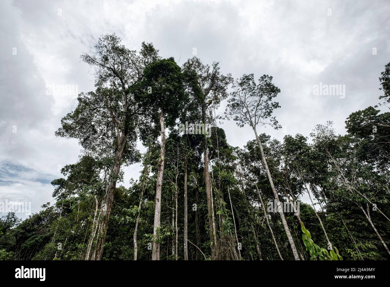 Amazonia, deforestation, Ecuador, environment Stock Photo - Alamy