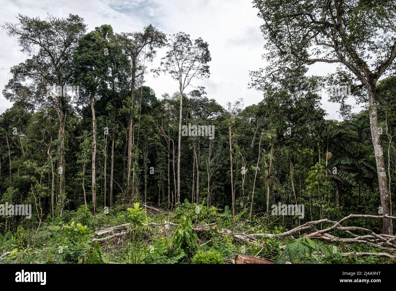 Ecuadorians amazonia hi-res stock photography and images - Alamy