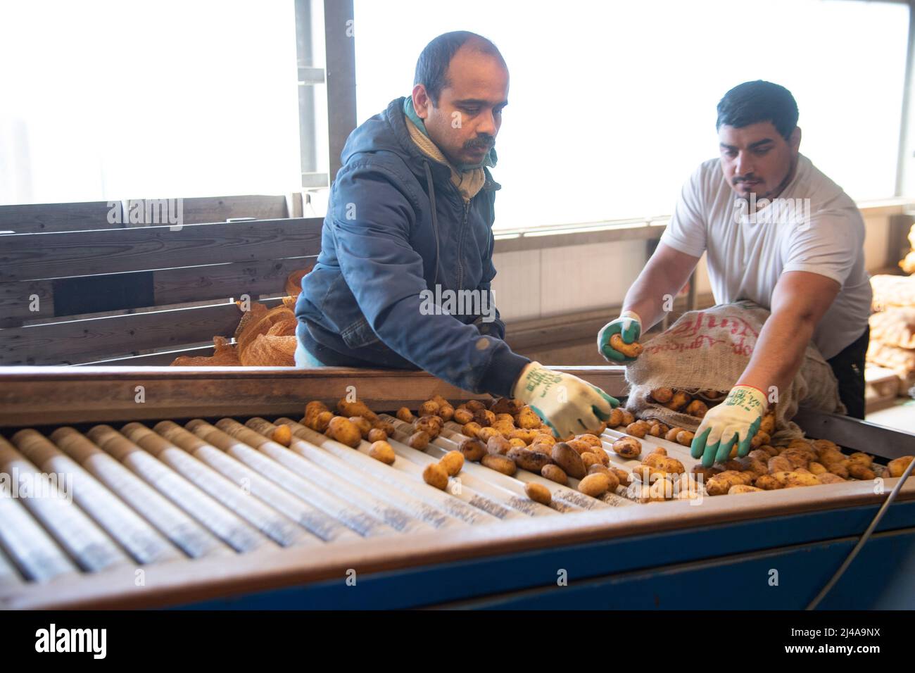 Harvest workers sort potatoes in the potato warehouse Prime Minister ...
