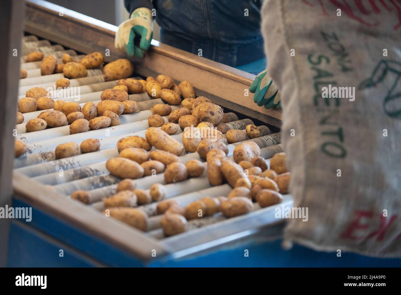 Harvest workers sort potatoes in the potato warehouse Prime Minister ...