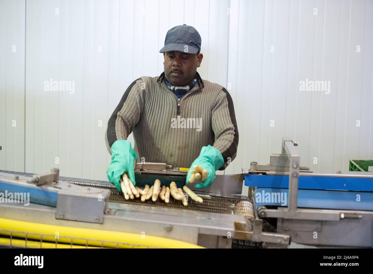 A harvest worker places asparagus on a conveyor belt Prime Minister ...