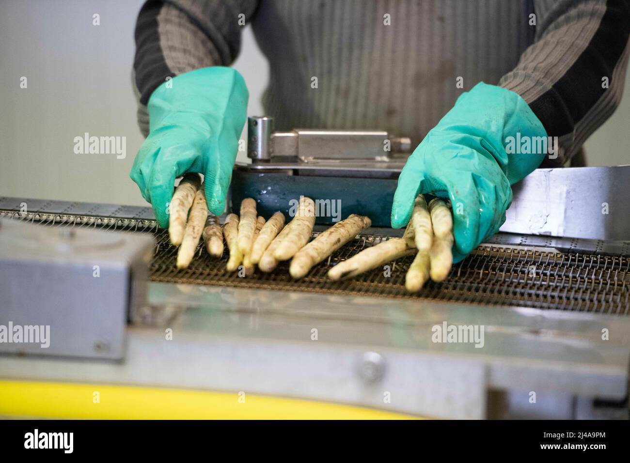 A harvest worker places asparagus on a conveyor belt Prime Minister ...