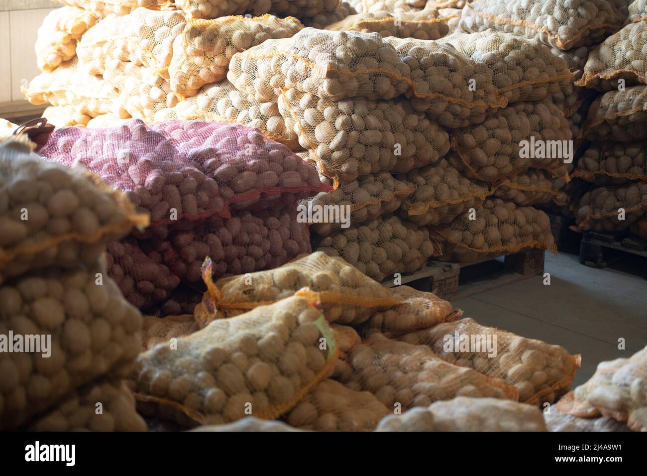 Saecke with potatoes in the potato warehouse, Prime Minister Henrik ...