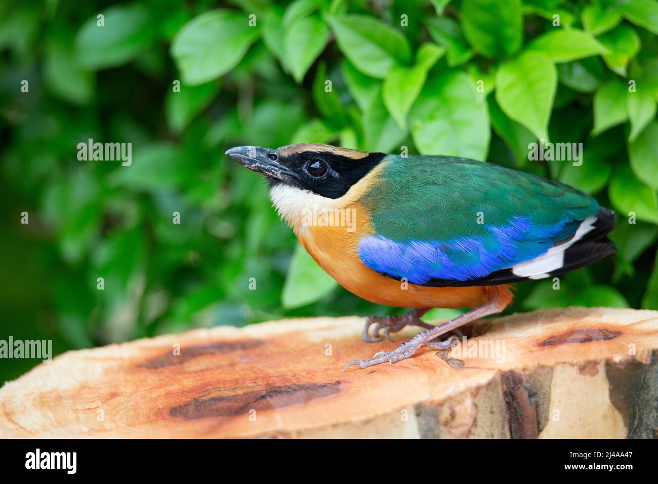 A beautiful small Blue-winge pitta, Pitta moluccensis on green ...