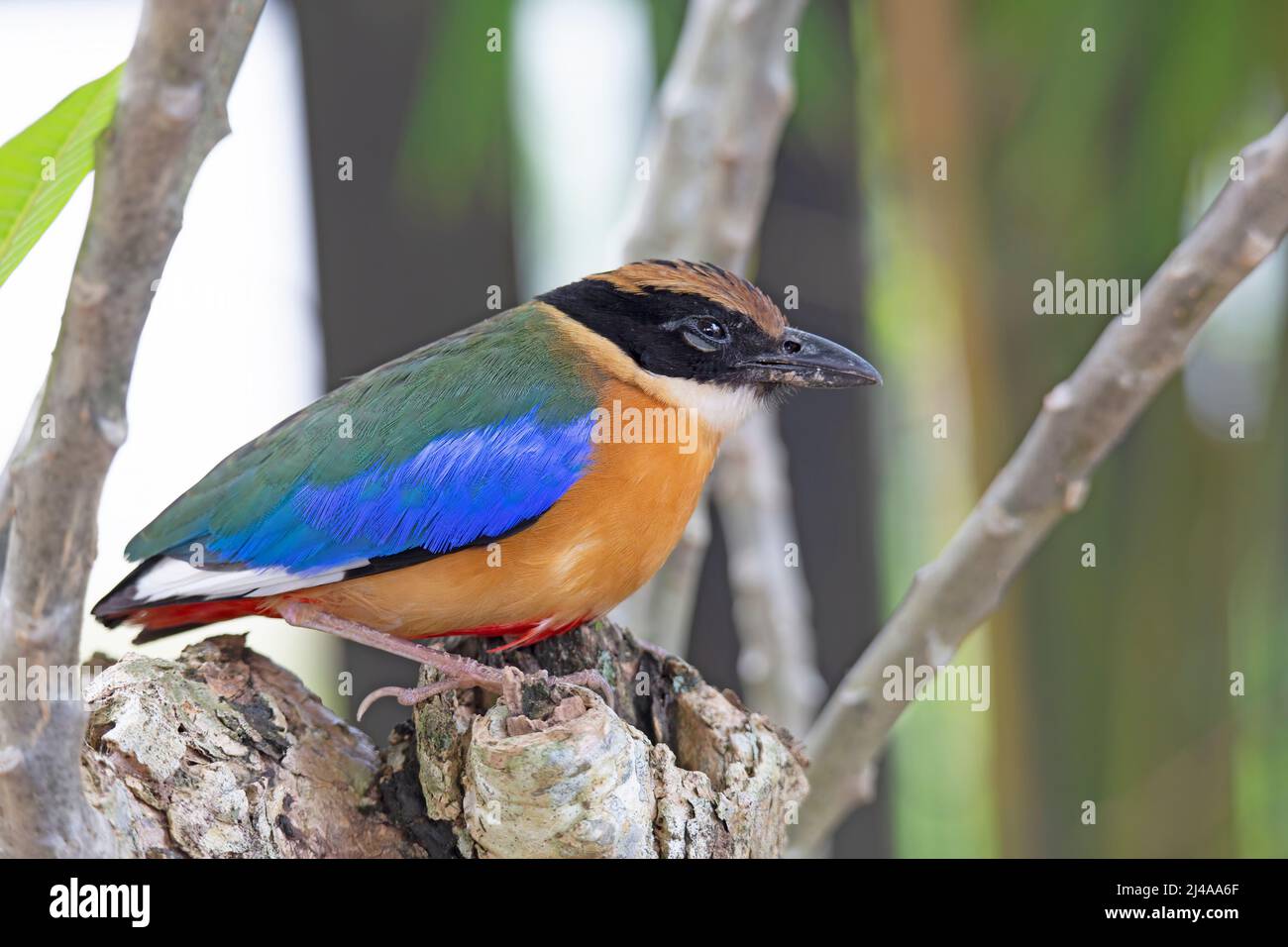 A beautiful small Blue-winge pitta, Pitta moluccensis on green ...