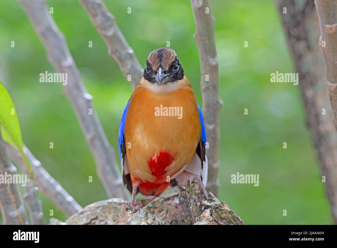 A beautiful small Blue-winge pitta, Pitta moluccensis on green ...