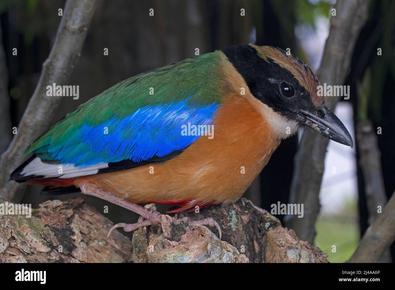 A beautiful small Blue-winge pitta, Pitta moluccensis on green ...