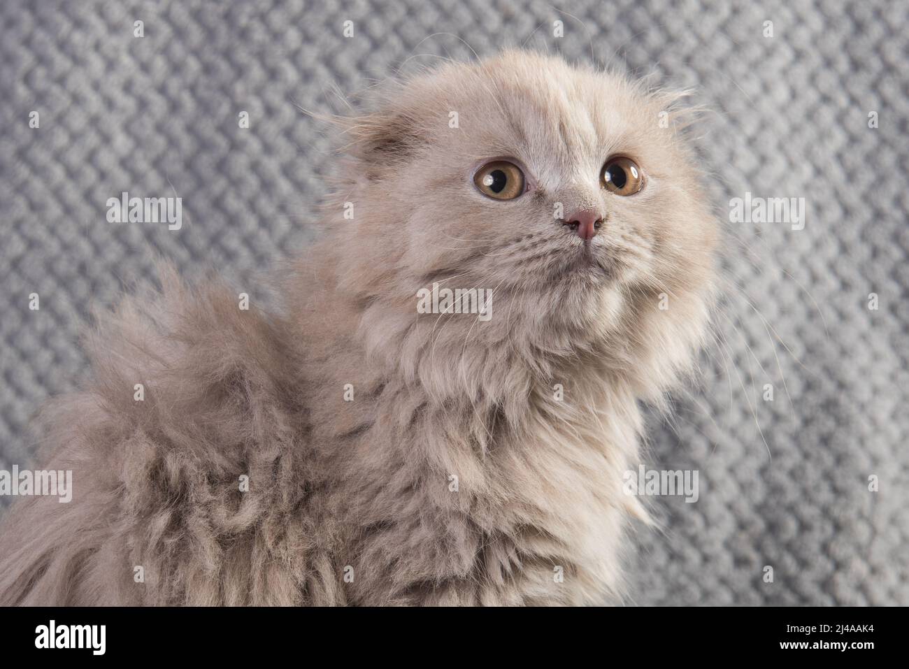 Scottish fold Highland fold kitten gray fluffy cat Stock Photo - Alamy