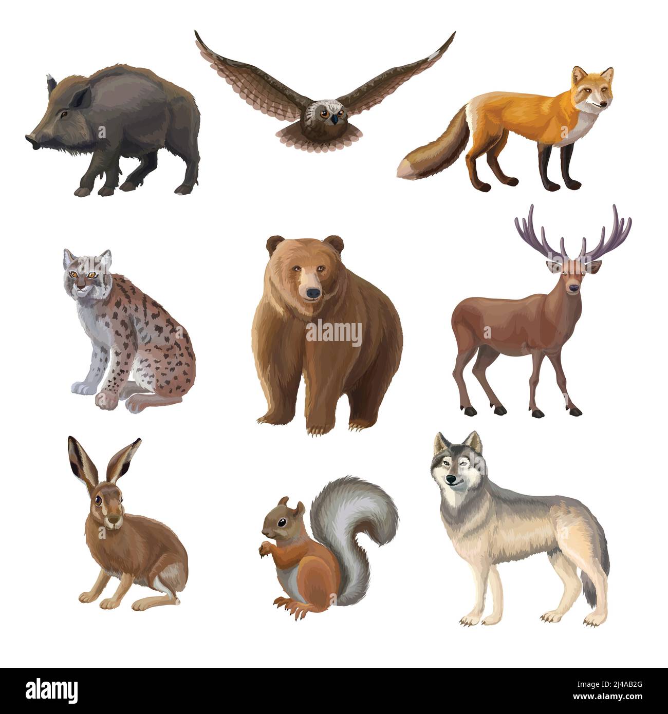 Forest Animals List