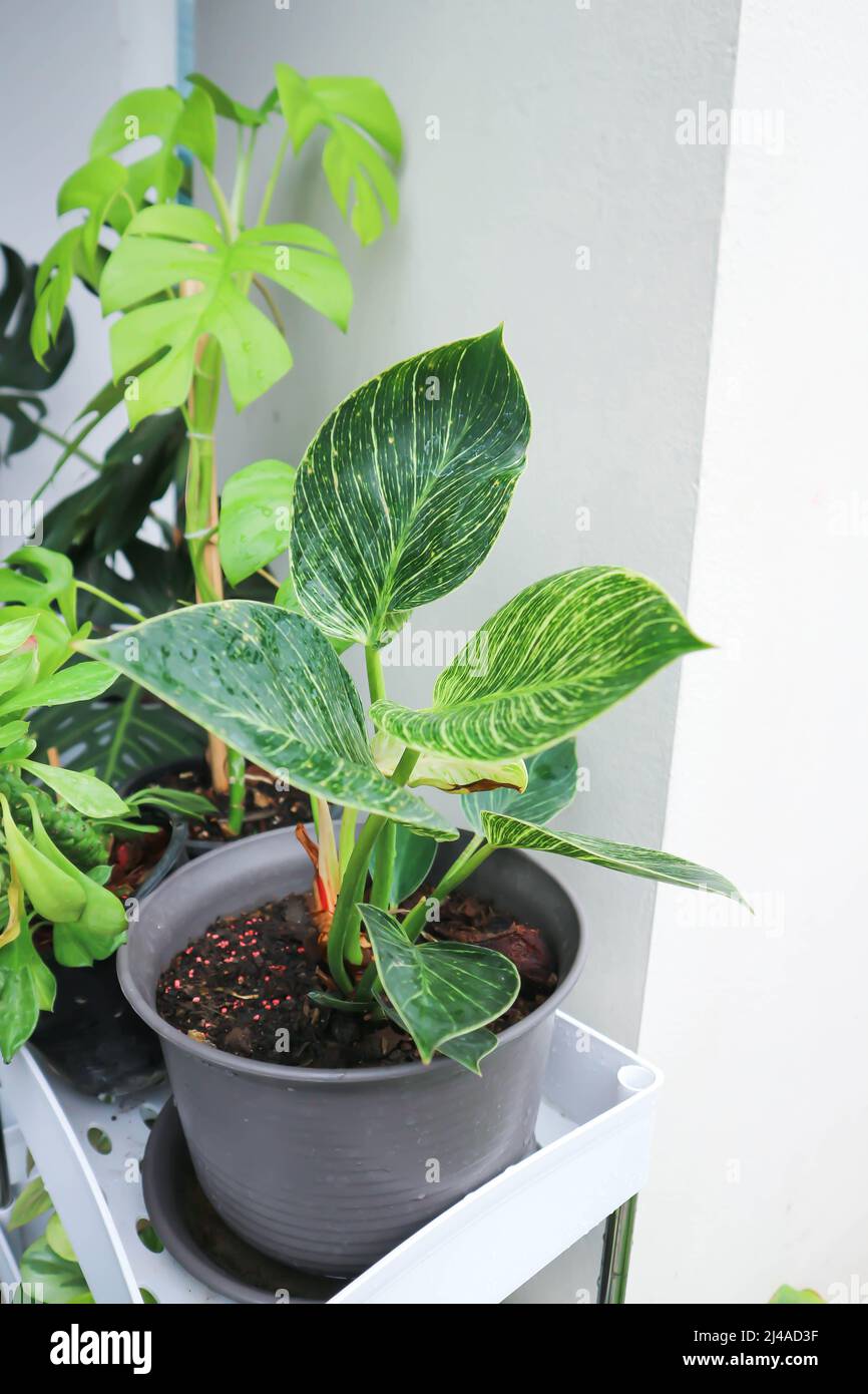 Philodendron , Philodendron birkin plant in the garden Stock Photo - Alamy