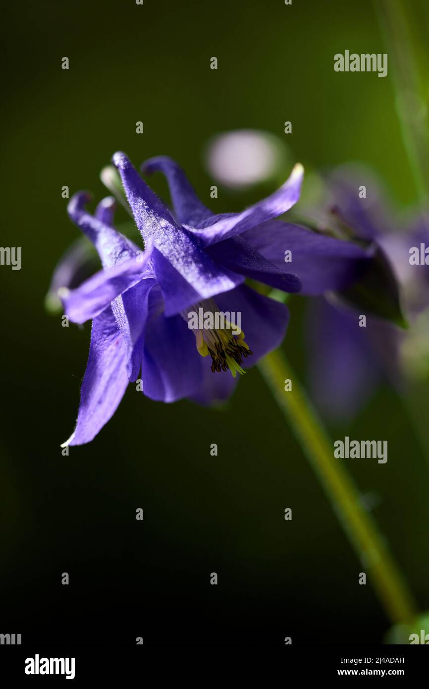 Doubtful knight's spur. Called Rocket larkspur and Giant larkspur also ...