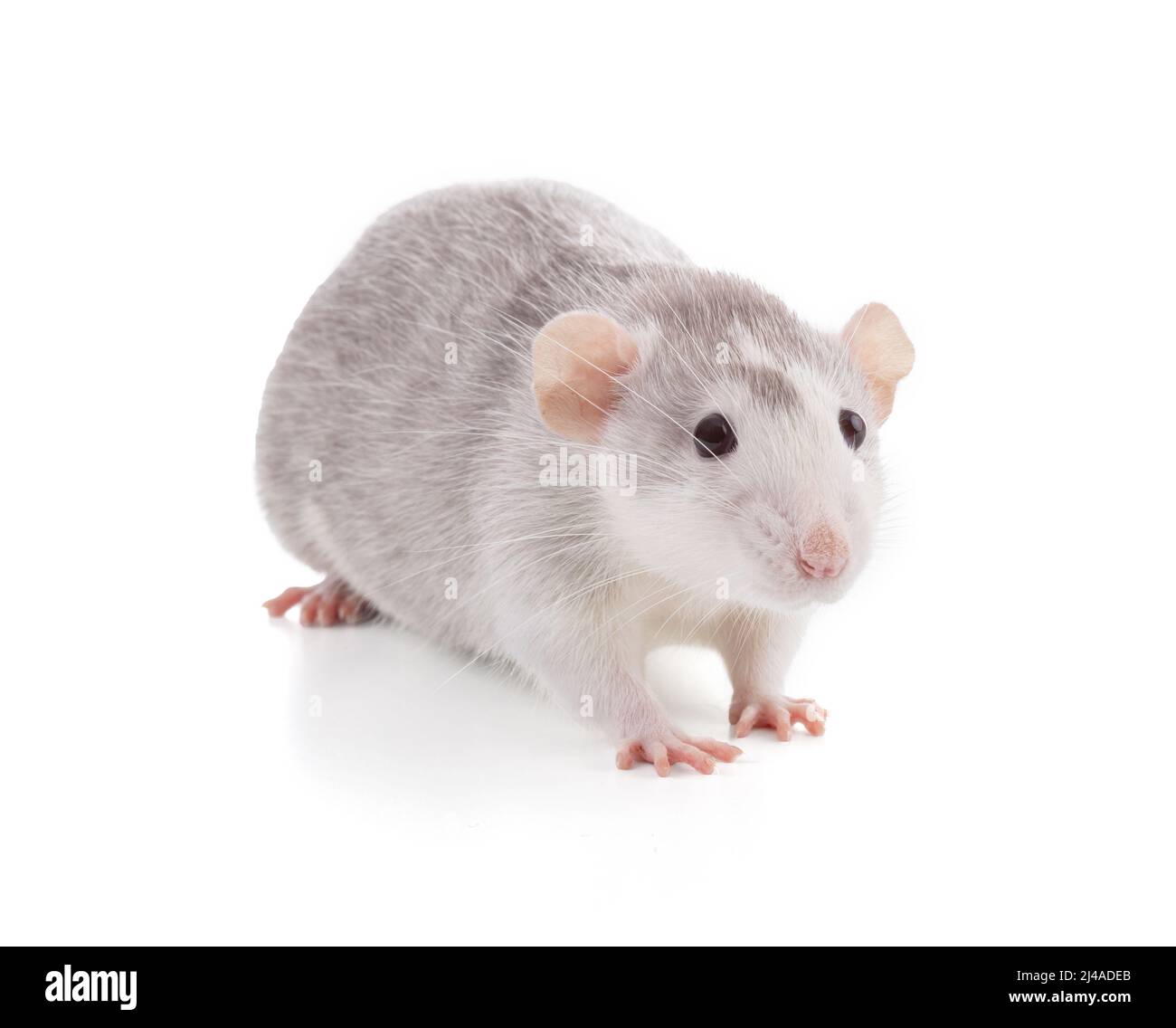 Cute bicolor rat on white background Stock Photo - Alamy