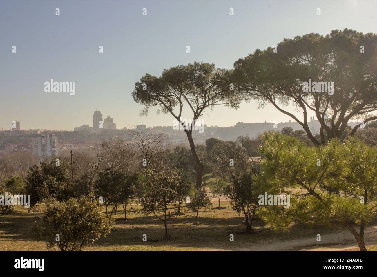 old trees in Madrid, the capital of Spain Stock Photo - Alamy