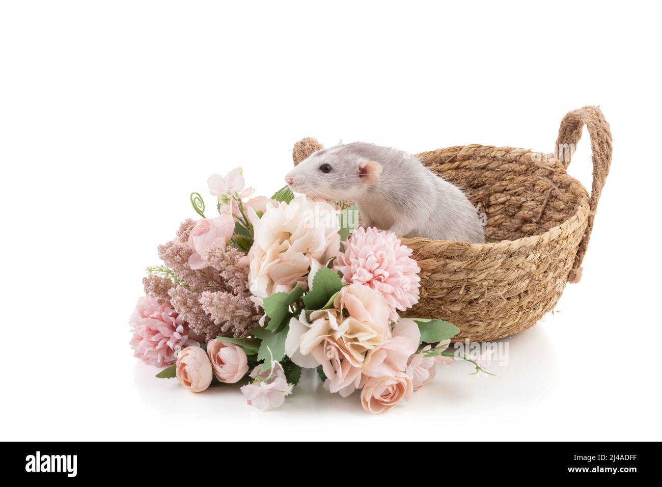 Cute bicolor rat in a basket on white background Stock Photo - Alamy