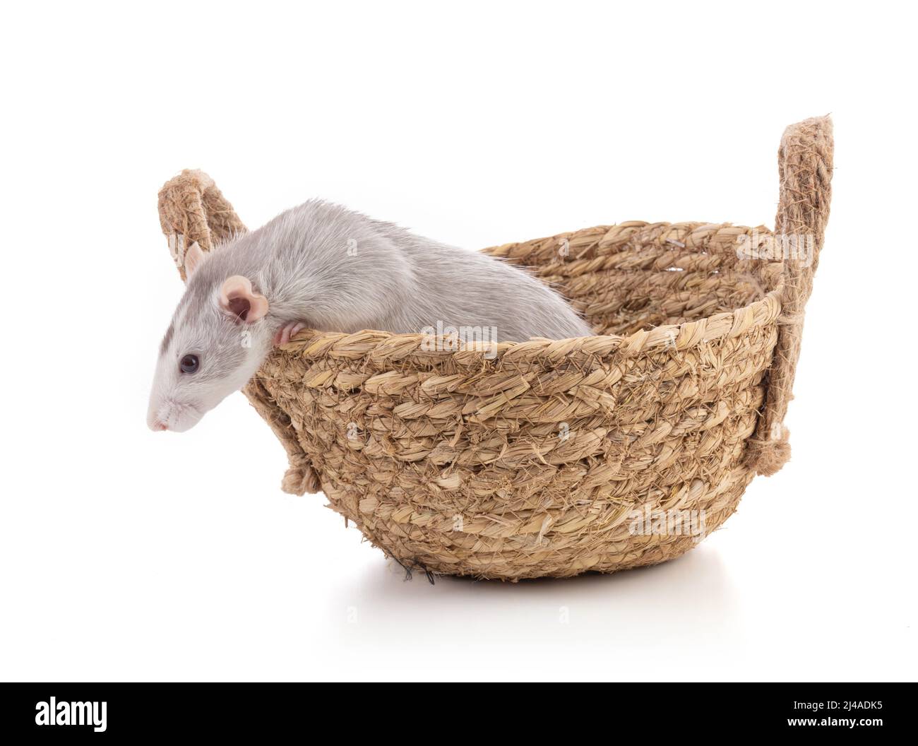 Cute bicolor rat in a basket on white background Stock Photo - Alamy