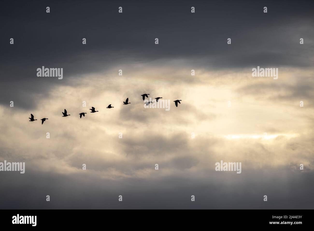 Arrow geese hi-res stock photography and images - Alamy