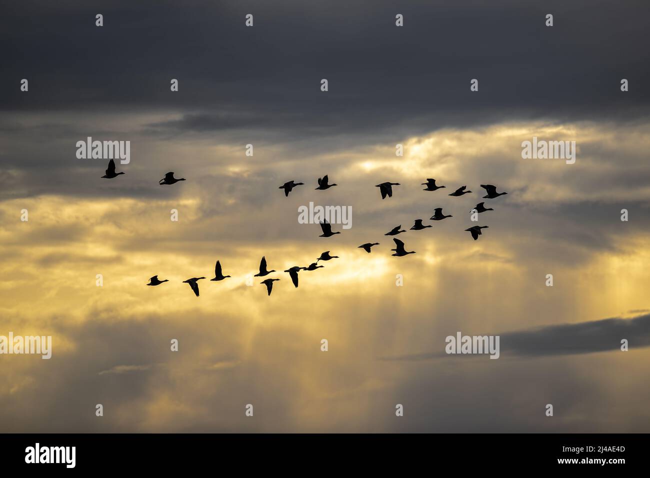 Migrating Geese in the Spring Sky Stock Photo - Alamy