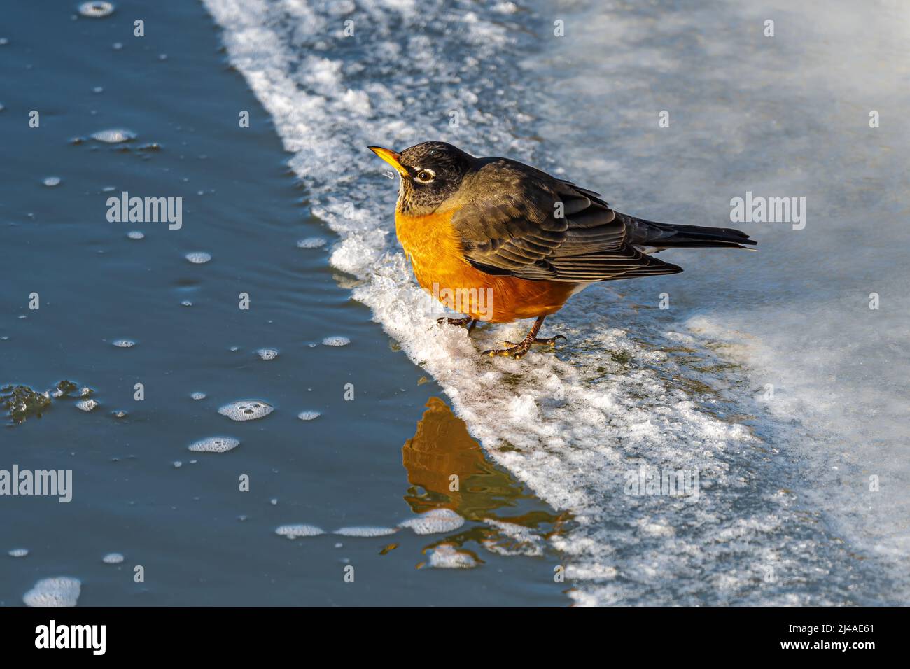 American robin flying hi-res stock photography and images - Alamy