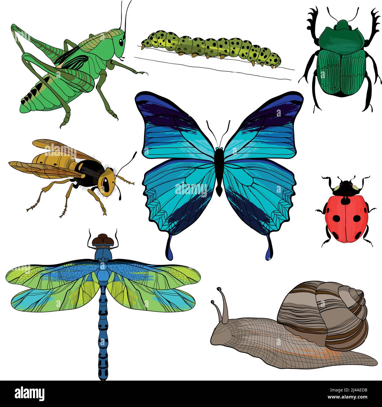 Bright grasshopper Cut Out Stock Images & Pictures - Alamy