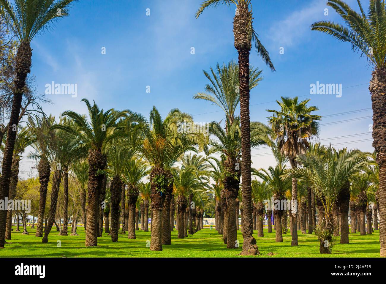 Smooth tropical view palm trees hi-res stock photography and images - Alamy