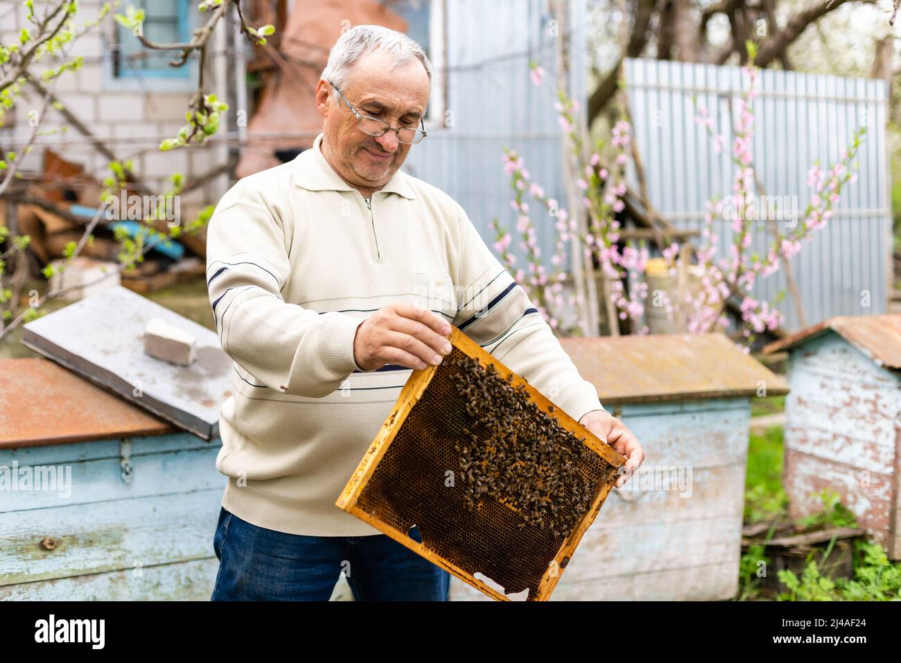 Portrait of an elderly male beekeeper in an apiary near beehives with a ...
