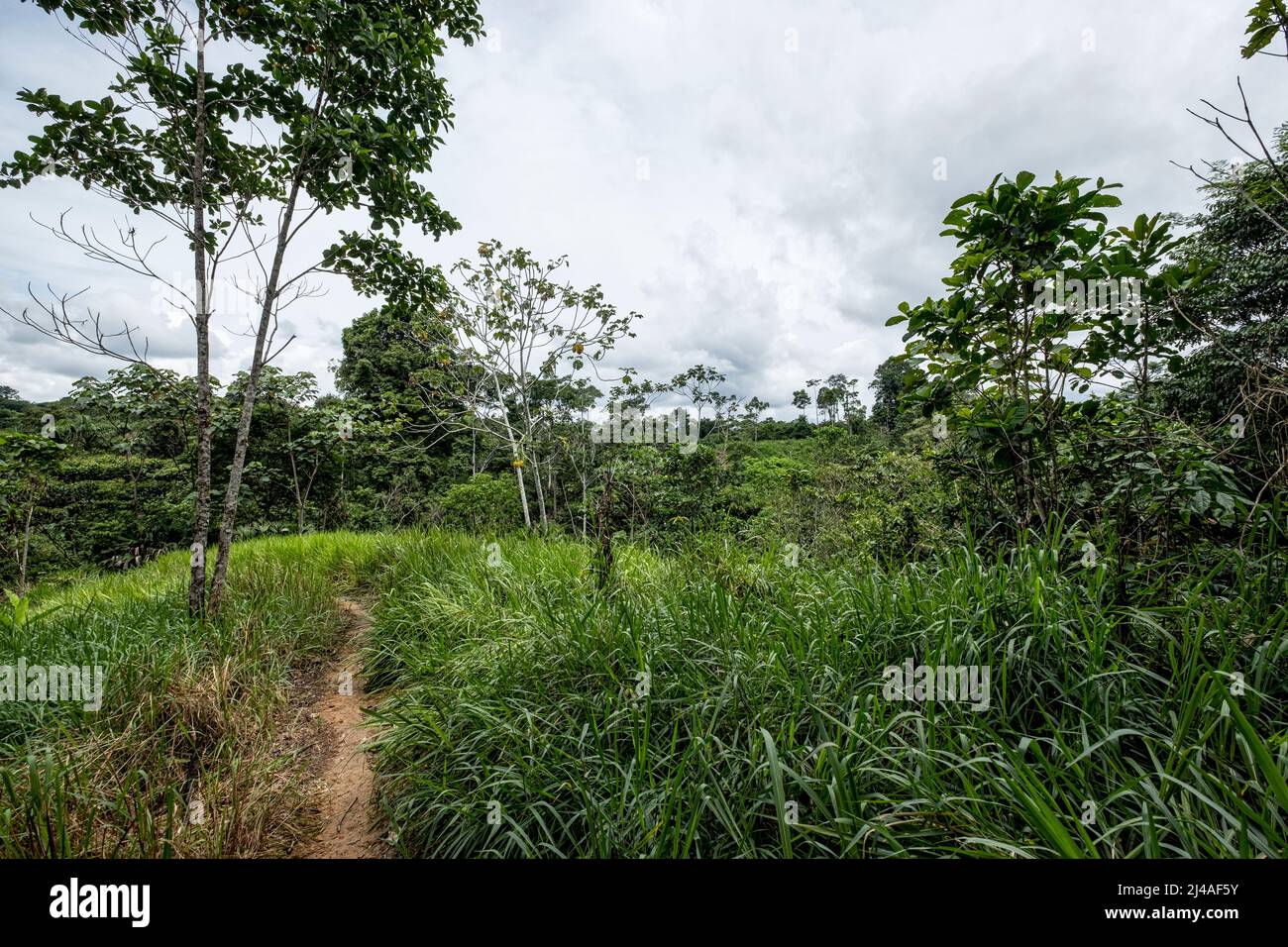 Ecuadorians amazonia hi-res stock photography and images - Alamy
