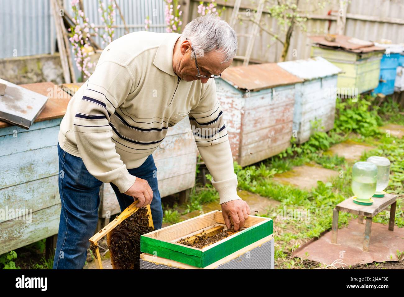 Portrait of an elderly male beekeeper in an apiary near beehives with a ...