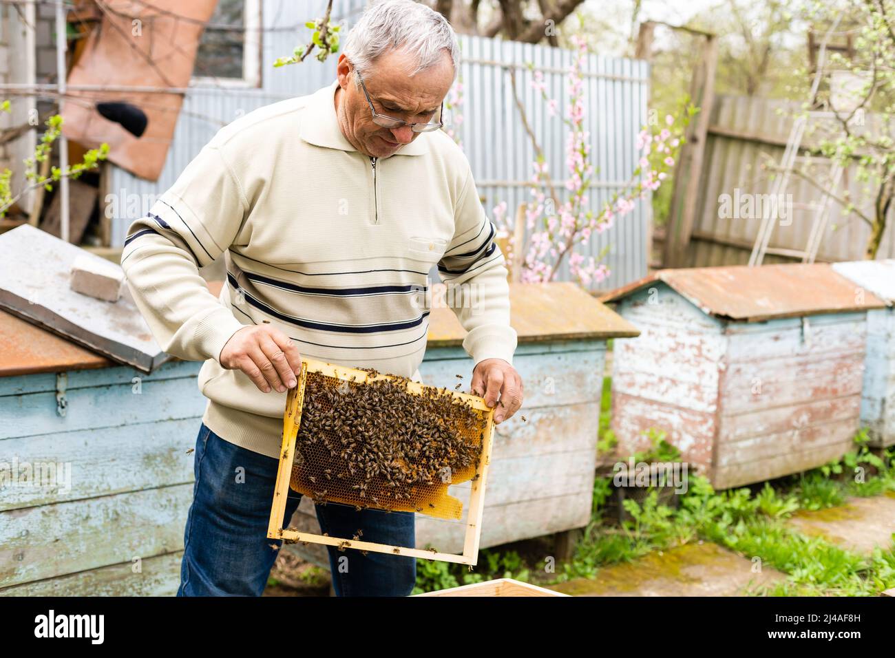Portrait of an elderly male beekeeper in an apiary near beehives with a ...