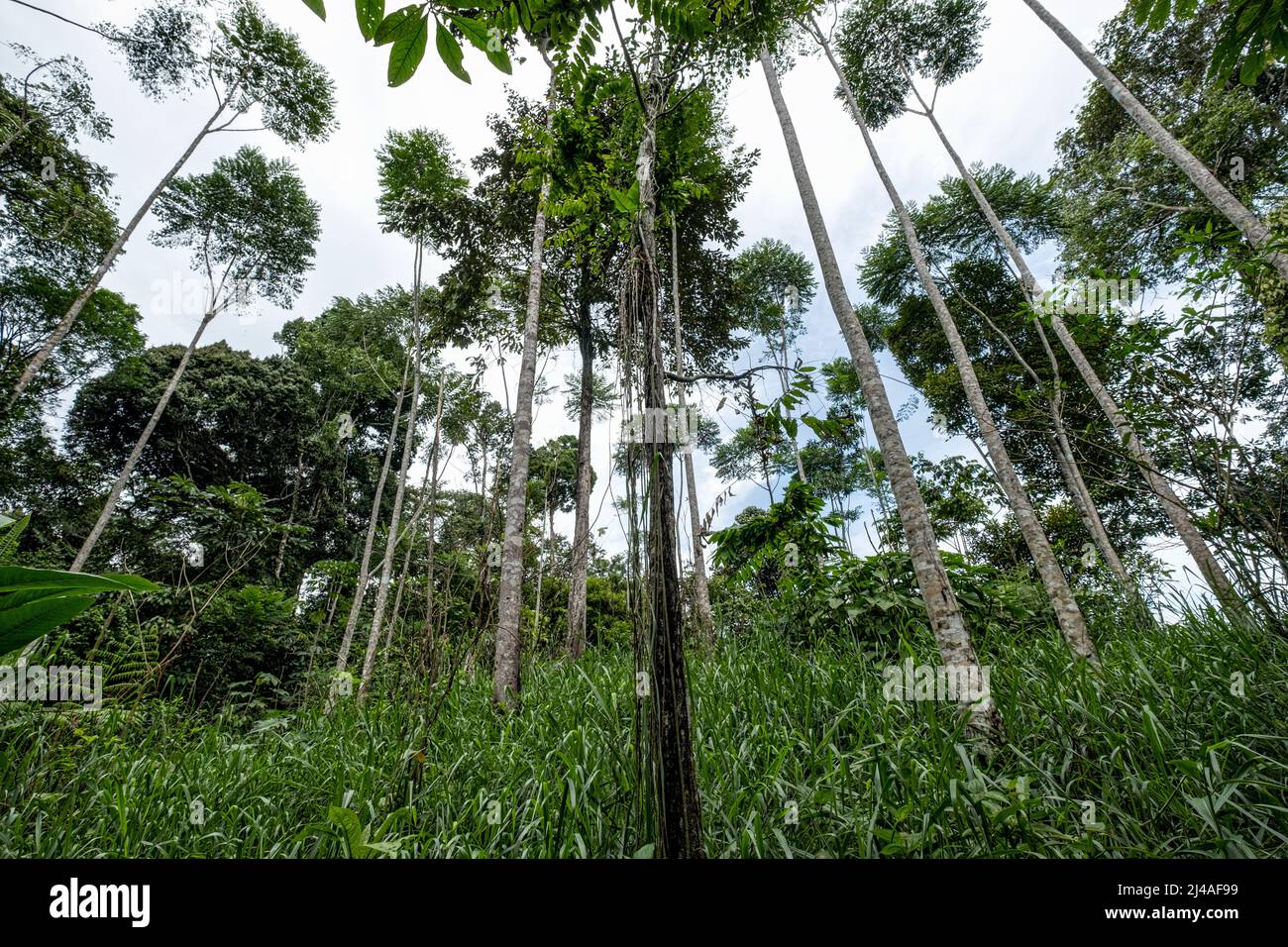 Ecuadorians amazonia hi-res stock photography and images - Alamy