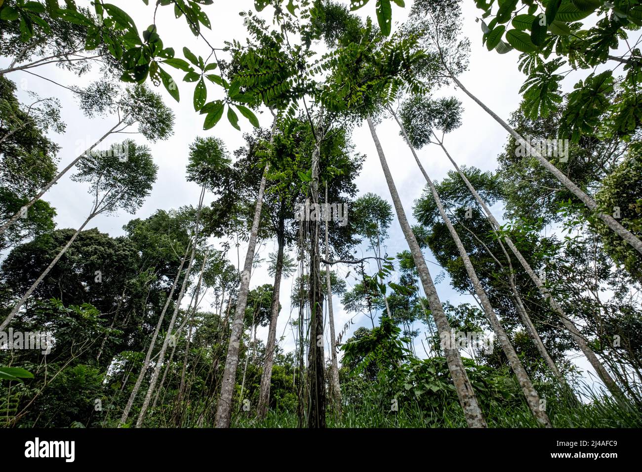 Amazonia, deforestation, Ecuador, environment Stock Photo - Alamy