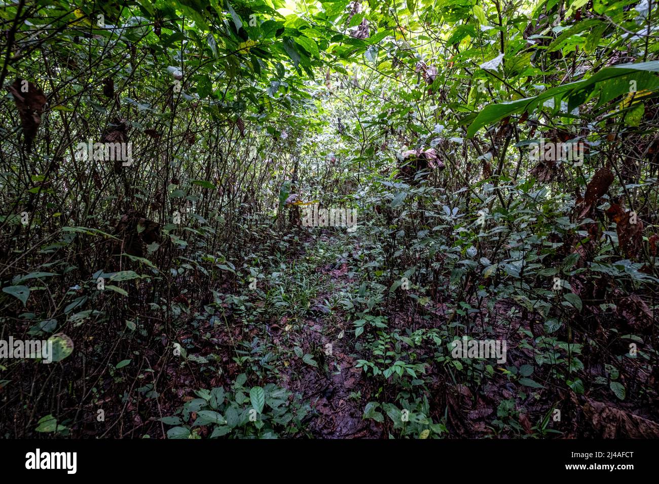 Amazonia, deforestation, Ecuador, environment Stock Photo - Alamy