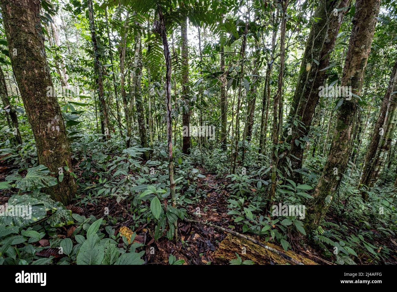 Amazonia, deforestation, Ecuador, environment Stock Photo - Alamy