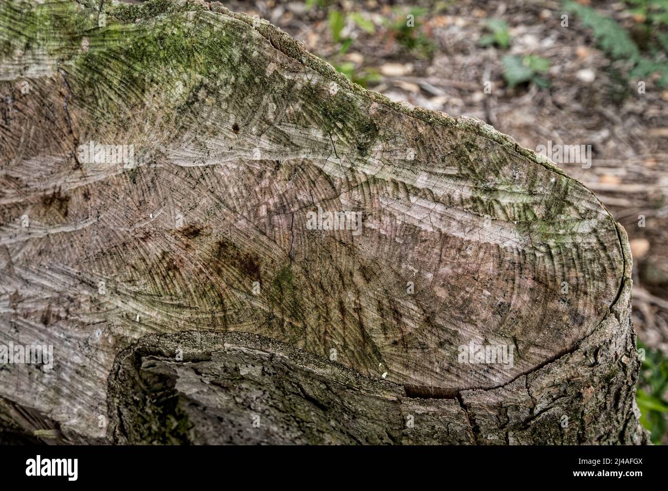 Ecuadorians amazonia hi-res stock photography and images - Alamy