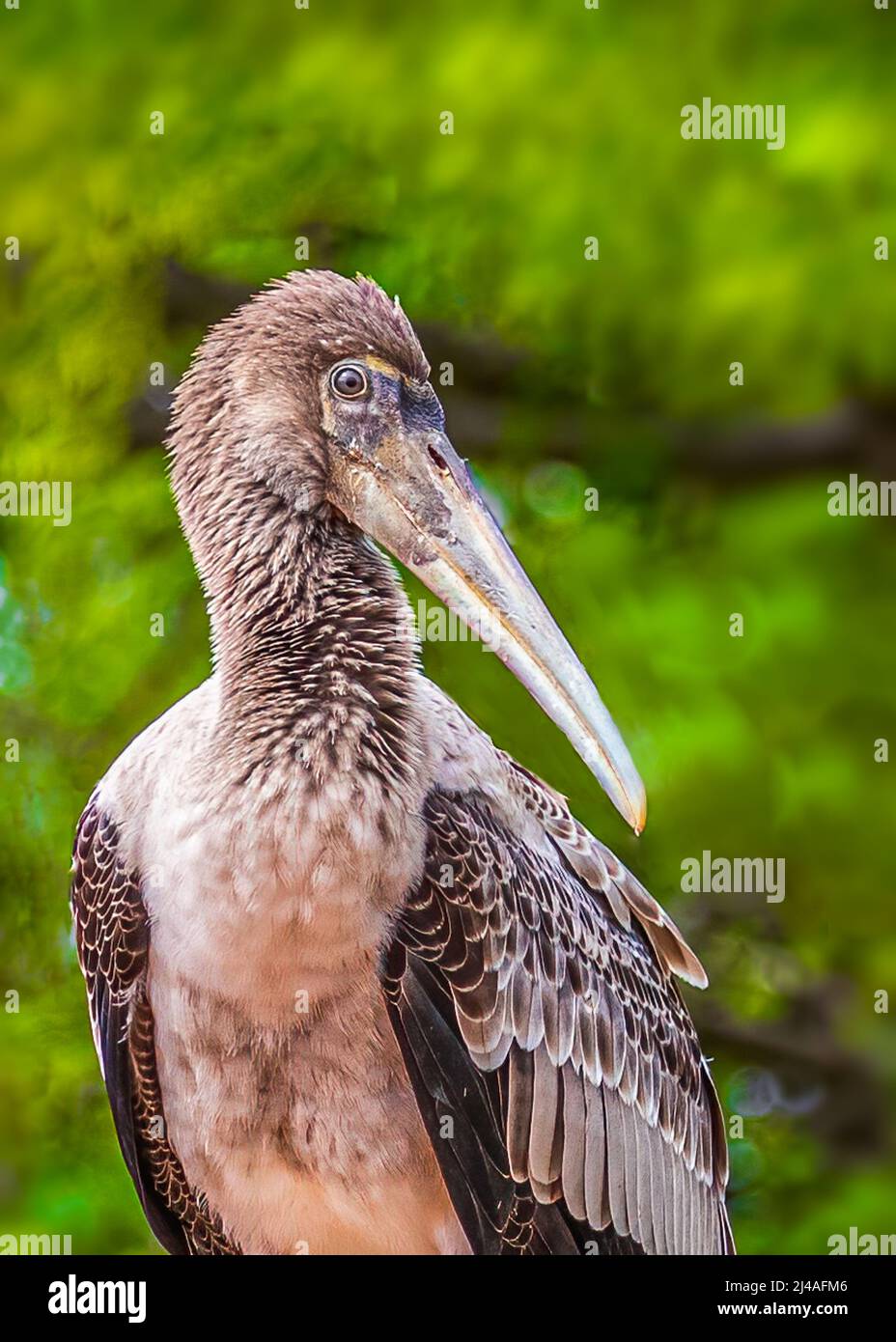 Marabou stork with red head hi-res stock photography and images - Alamy